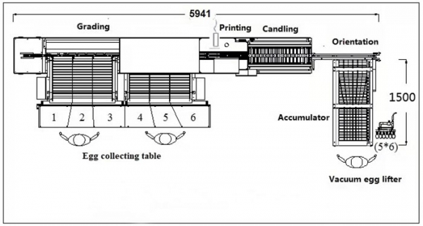 Egg Grader Machine with Ink Jet Printer