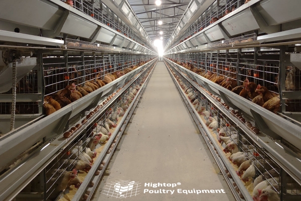 Fully Automatic Layer Poultry Farm Equipment for Chicken Farming