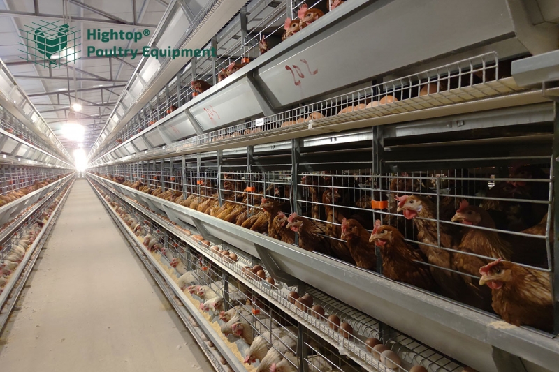 Fully Automatic Layer Poultry Farm Equipment for Chicken Farming