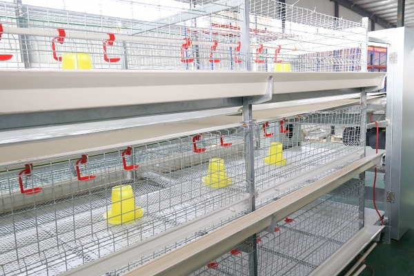 Fully Automatic Layer Poultry Farm Equipment for Chicken Farming