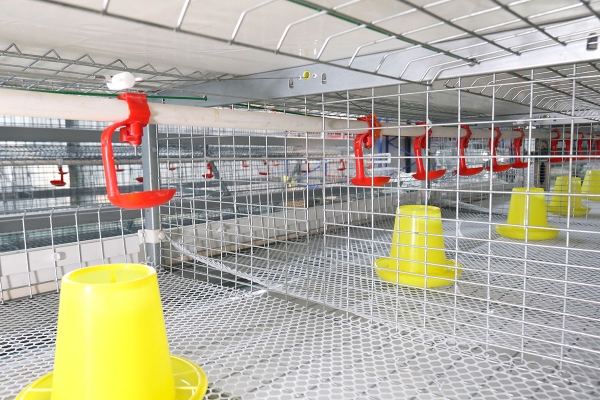 Fully Automatic Layer Poultry Farm Equipment for Chicken Farming