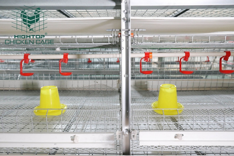 Fully Automatic Layer Poultry Farm Equipment for Chicken Farming