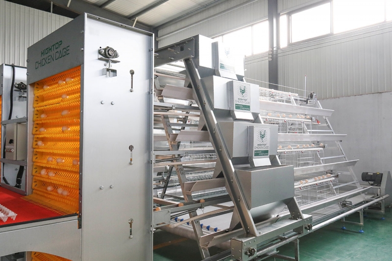 Fully Automatic Layer Poultry Farm Equipment for Chicken Farming