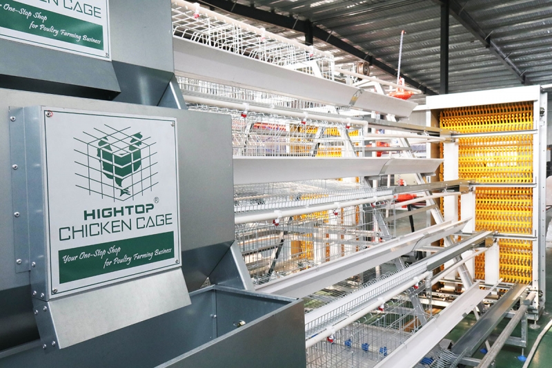 Fully Automatic Layer Poultry Farm Equipment for Chicken Farming