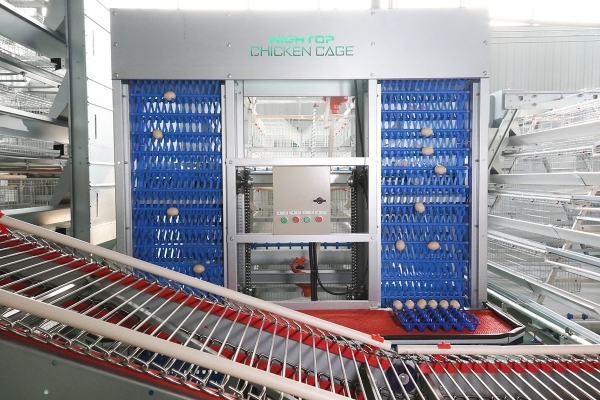 Fully Automatic Layer Poultry Farm Equipment for Chicken Farming