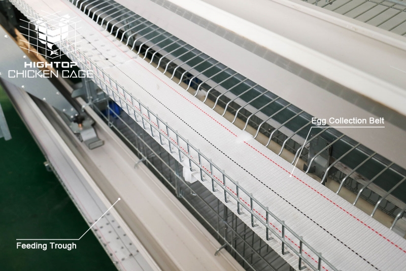 Fully Automatic Layer Poultry Farm Equipment for Chicken Farming