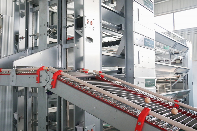 Fully Automatic Layer Poultry Farm Equipment for Chicken Farming