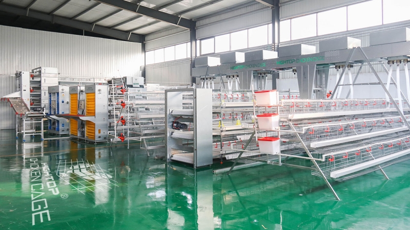 Fully Automatic Layer Poultry Farm Equipment for Chicken Farming