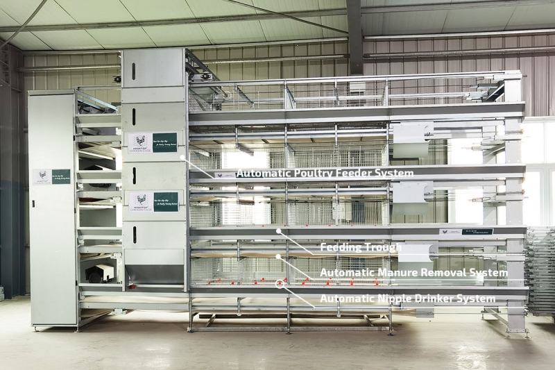 Fully Automatic Layer Poultry Farm Equipment for Chicken Farming