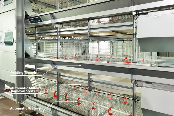 Fully Automatic Layer Poultry Farm Equipment for Chicken Farming