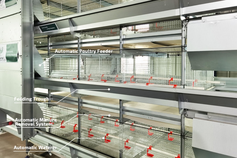 Fully Automatic Layer Poultry Farm Equipment for Chicken Farming