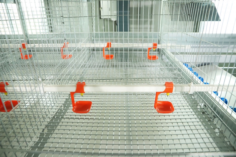 Fully Automatic Layer Poultry Farm Equipment for Chicken Farming