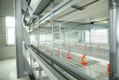Fully Automatic Layer Poultry Farm Equipment for Chicken Farming