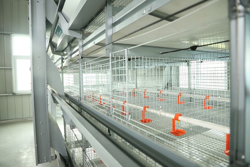 Fully Automatic Layer Poultry Farm Equipment for Chicken Farming