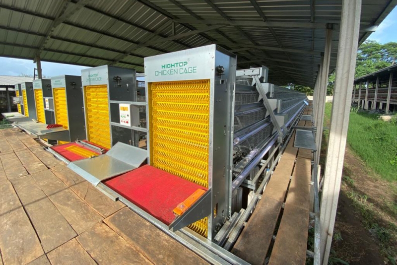 Fully Automatic Layer Poultry Farm Equipment for Chicken Farming