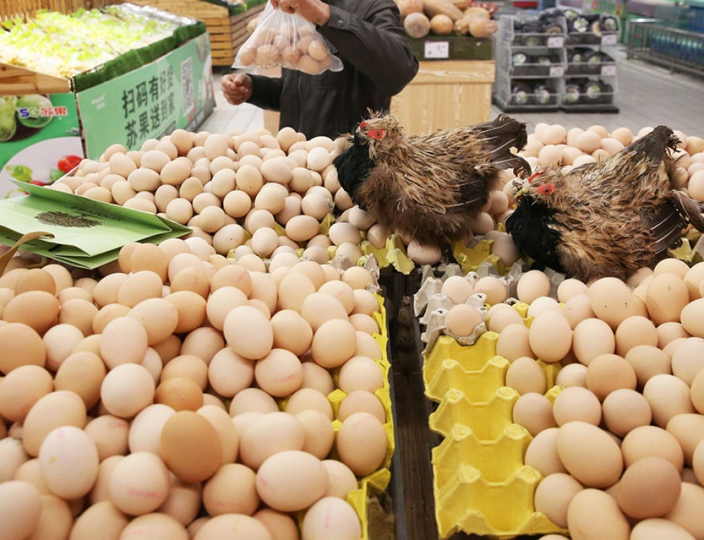 When and How to Debeak Chickens - Beak Trimming Tips