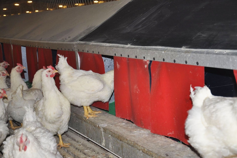 Slatted Floor System, Plastic Poultry Flooring for Cage Free Chicken Farm