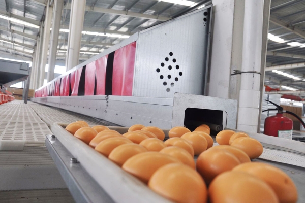 Slatted Floor System, Plastic Poultry Flooring for Cage Free Chicken Farm