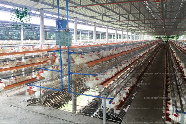 Hightop Poultry Equipment Supplier -Chicken Farming Equipment Manufacturer