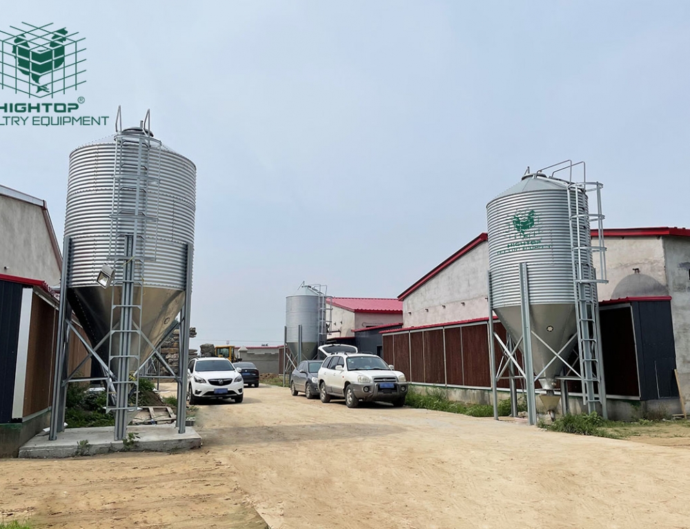Poultry Farm Project of Native Chicken Farming in Philippines