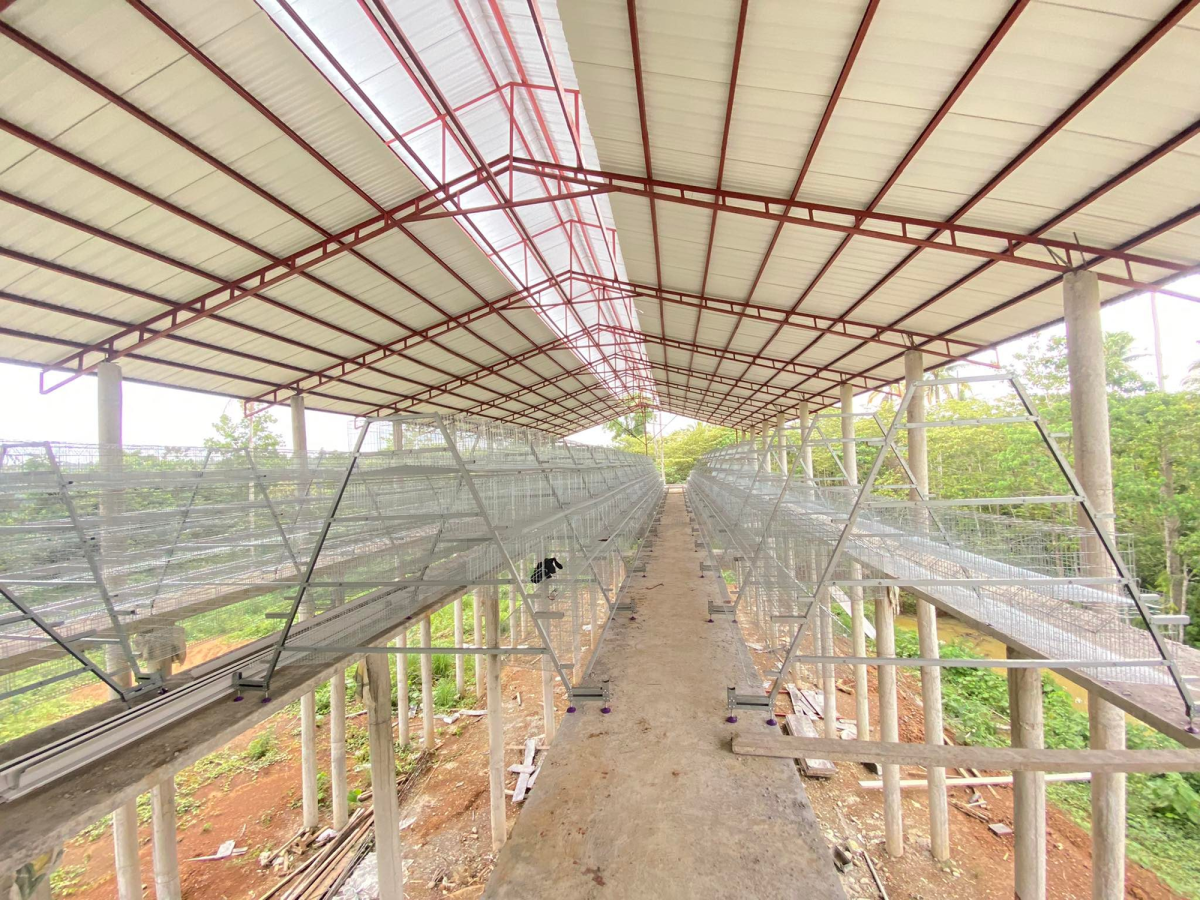 A Type Battery Cage Project In Philippines - Hightop® Poultry Equipment