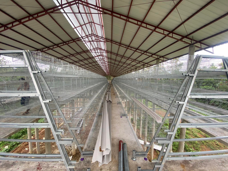 A Type Battery Cage Project In Philippines - Hightop® Poultry Equipment
