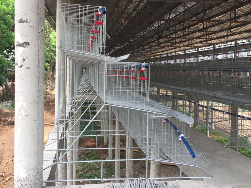 Layer Chicken Cage Project - Hightop® Poultry Equipment