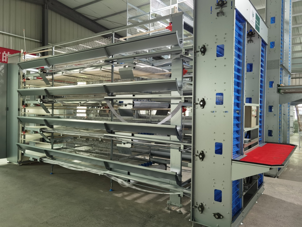 H Type Battery Cage - Hightop® Poultry Equipment
