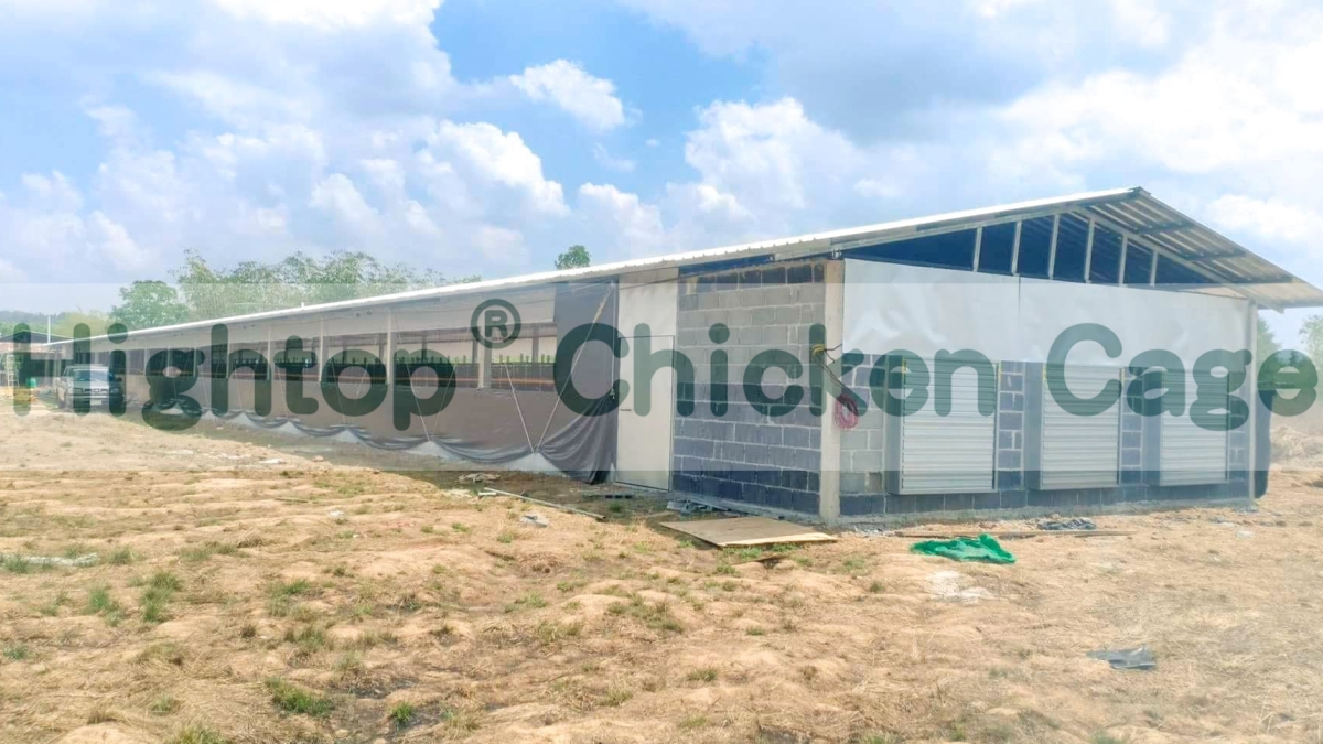 H Type Automatic Egg Layer Chicken Farm Laying Hens Poultry Battery ...