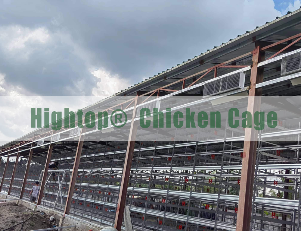 Poultry Farm Project of Native Chicken Farming in Philippines