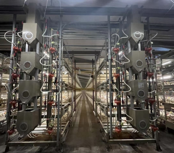 New Chain Type Harvesting Broiler cage-HIGHTOP Automatic Broiler Cage ...