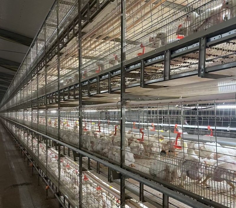 New Chain Type Harvesting Broiler cage-HIGHTOP Automatic Broiler Cage ...