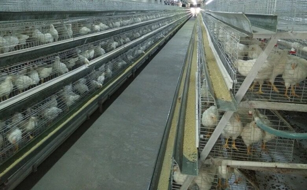 Broiler Cage System for Sale - Poultry Farm Equipment