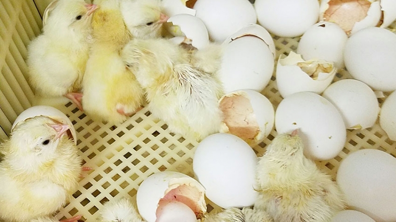 How to Raise Baby Chicks in the First 10 Days