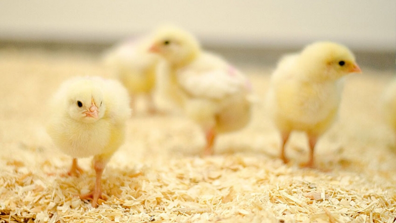 How to Raise Baby Chicks in the First 10 Days