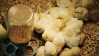 How to Raise Baby Chicks in the First 10 Days
