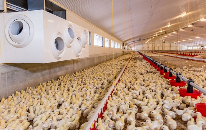 BLOGS - Hightop® Poultry Equipment