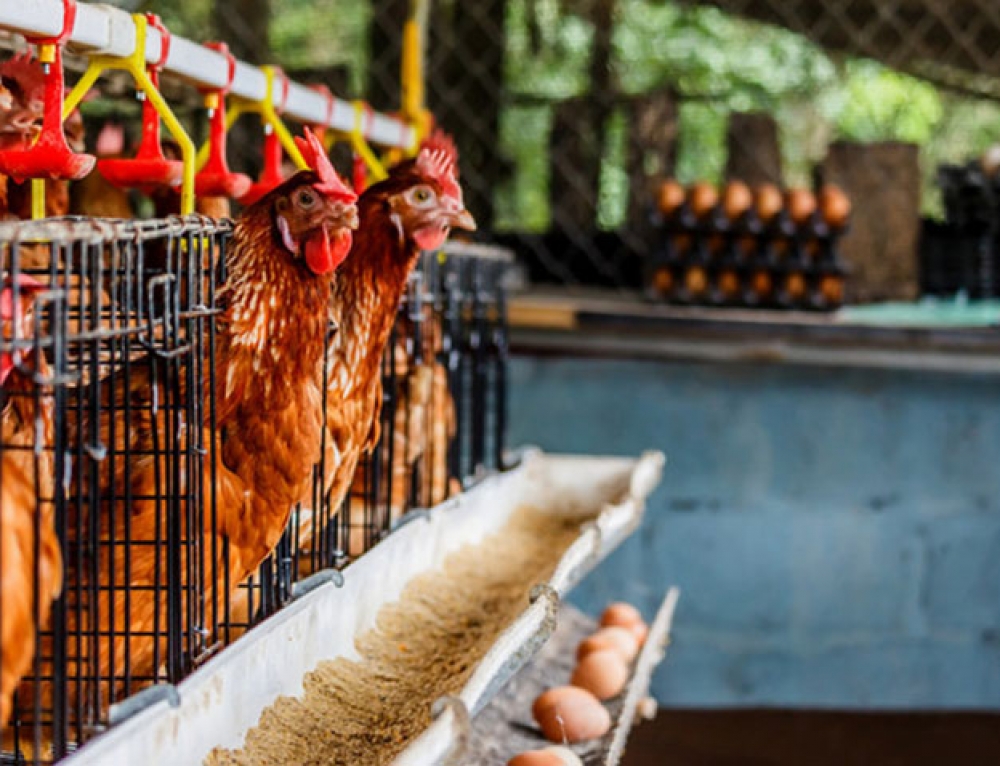 Successful Poultry Business Tips - Marketing Strategy for Poultry