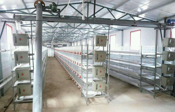 Broiler Cage System for Sale - Poultry Farm Equipment