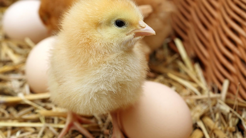 How to Raise Baby Chicks in the First 10 Days