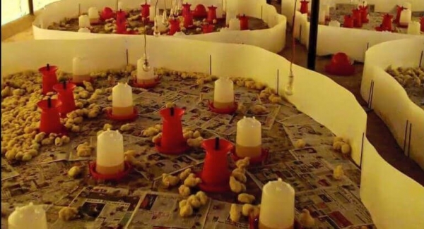 Manual Poultry Feeder and Drinker