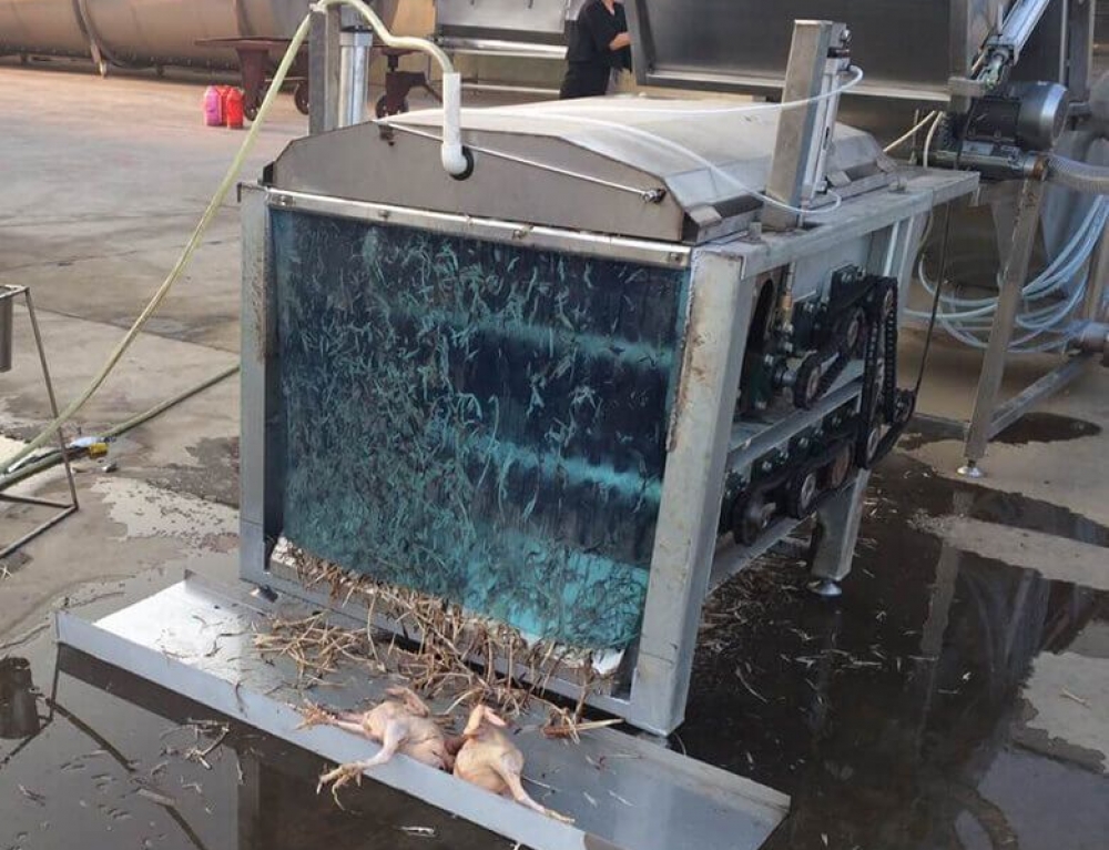 Poultry Slaughtering Line Equipment Machine For Slaughterhouse