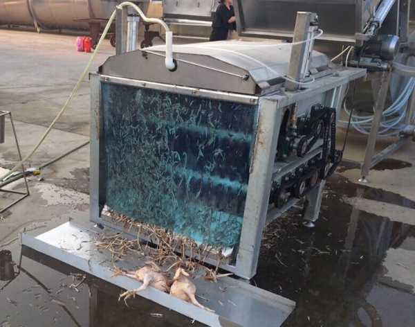 Medium Sized Poultry Scalding and Feather Plucking Machine