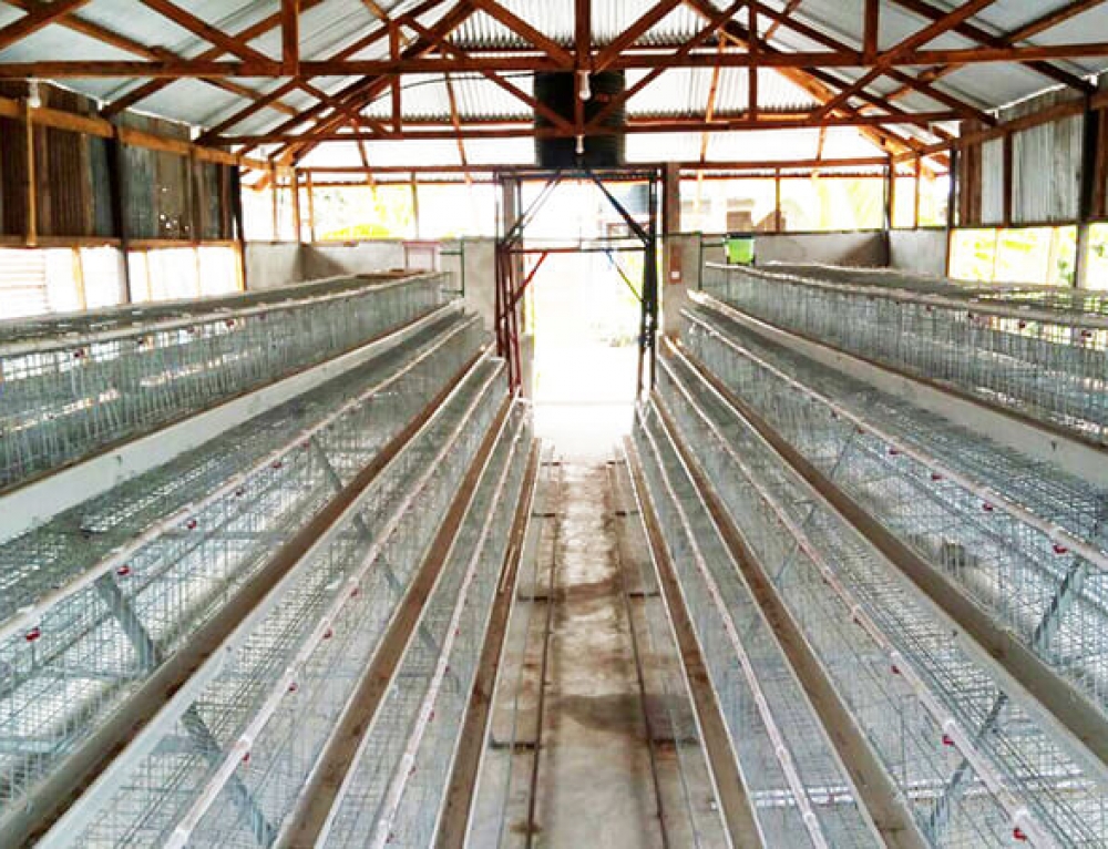 Poultry Farm Project of Native Chicken Farming in Philippines