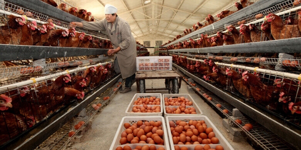How to Start Poultry Farming Business? Chicken Farming Business Plan ...
