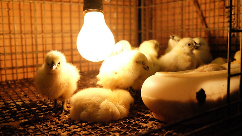 How to Take Care of Chicks - Keeping Chicks From Incubation to The 1st ...