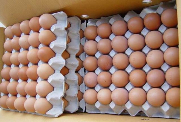 Why Chickens Laying Thin-shell Eggs and How to Prevent?