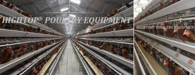 10 Advantages of Raising Chickens in Battery Cages