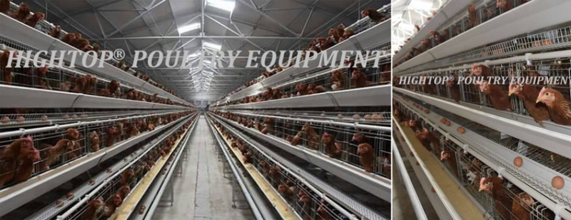 10 Advantages of Raising Chickens in Battery Cages