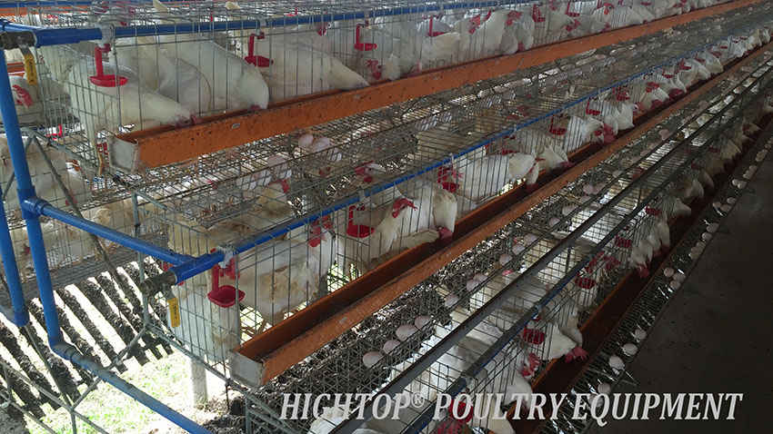10 Advantages of Raising Chickens in Battery Cages